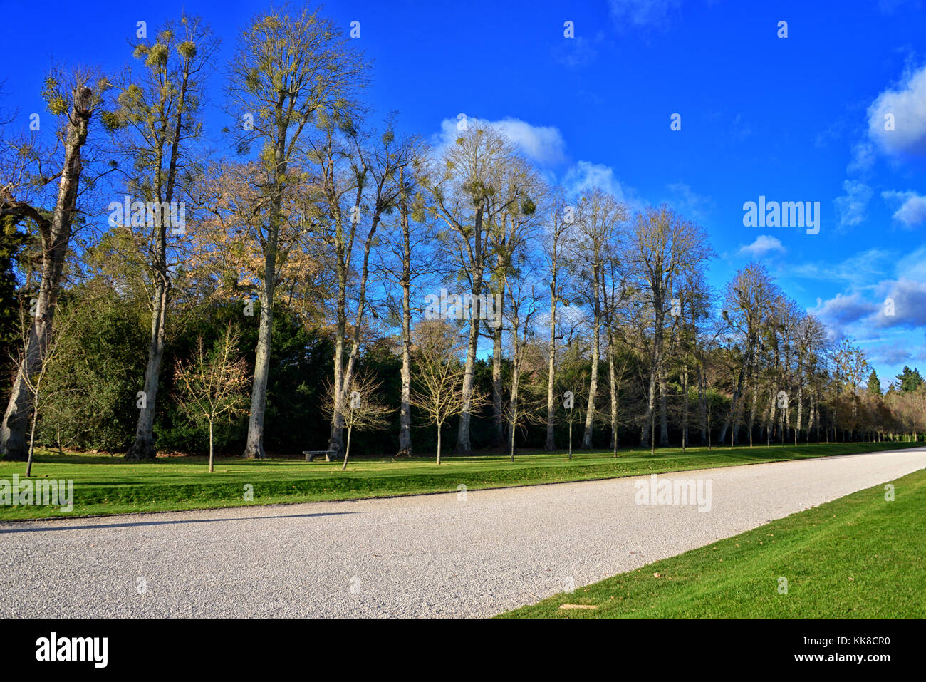 Avenue of Trees in Autumn Stock Photo - Alamy