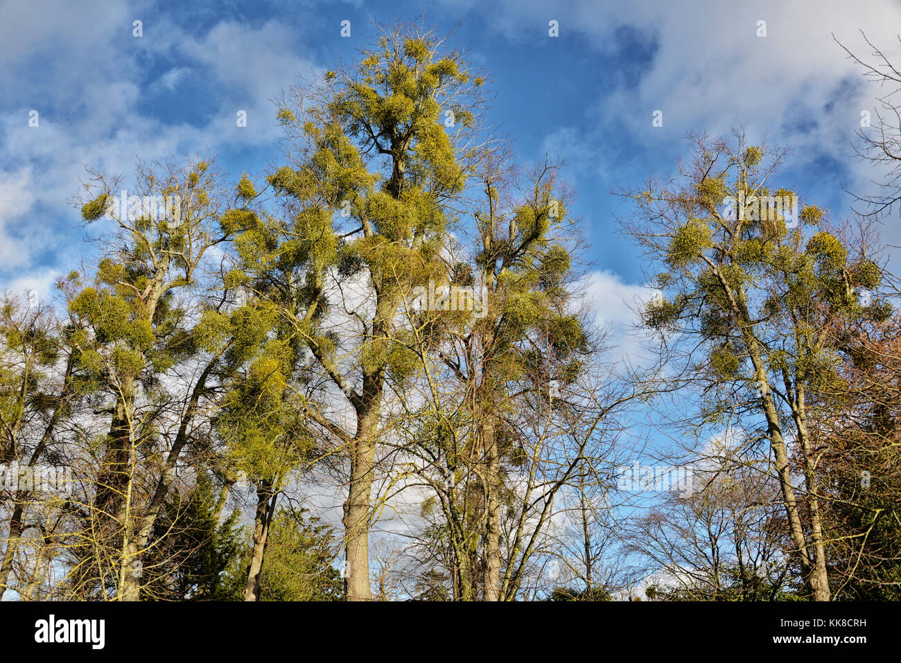 Trees with mistletoe hi-res stock photography and images - Alamy