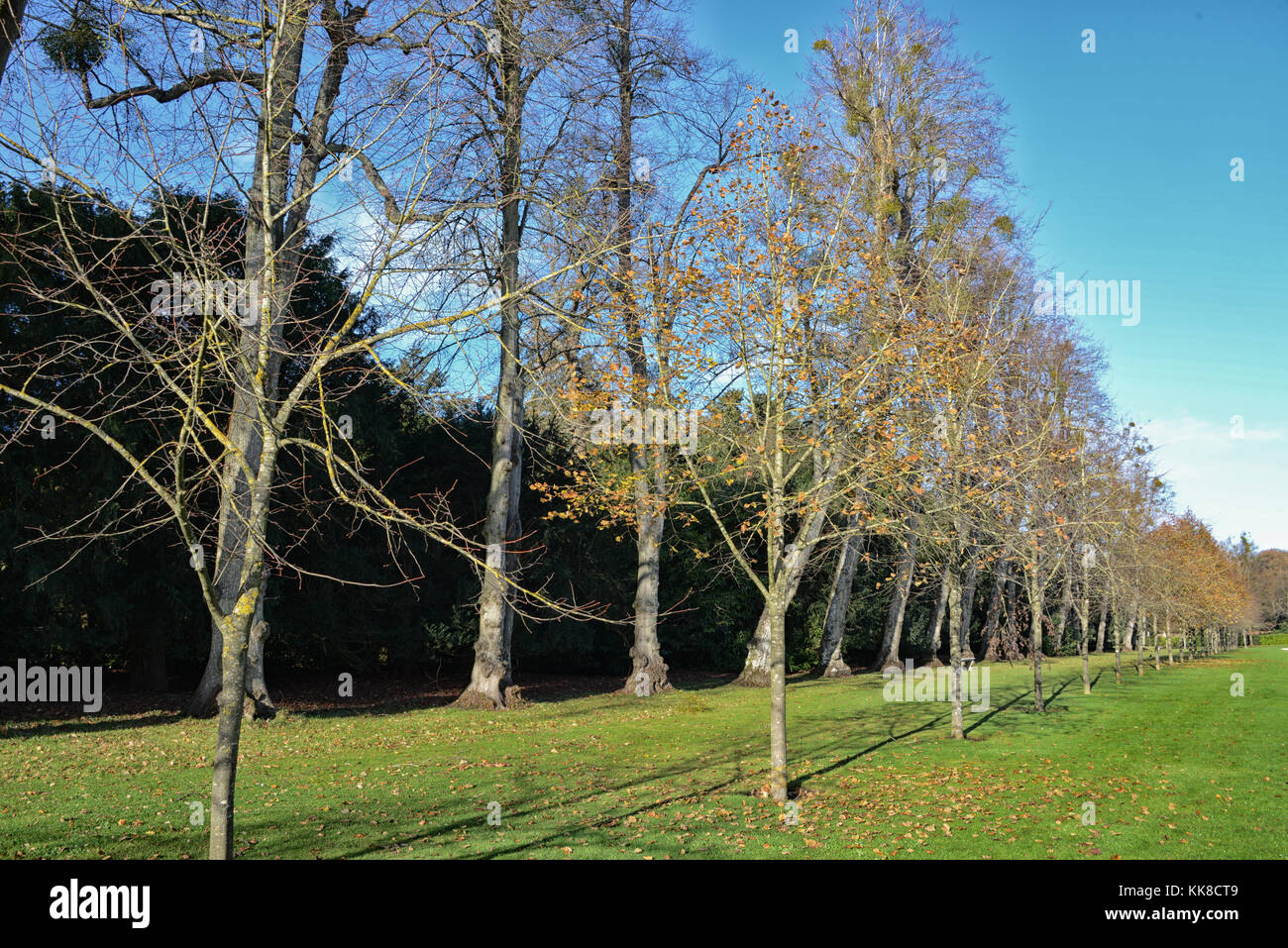 Avenue of Trees in Autumn Stock Photo - Alamy