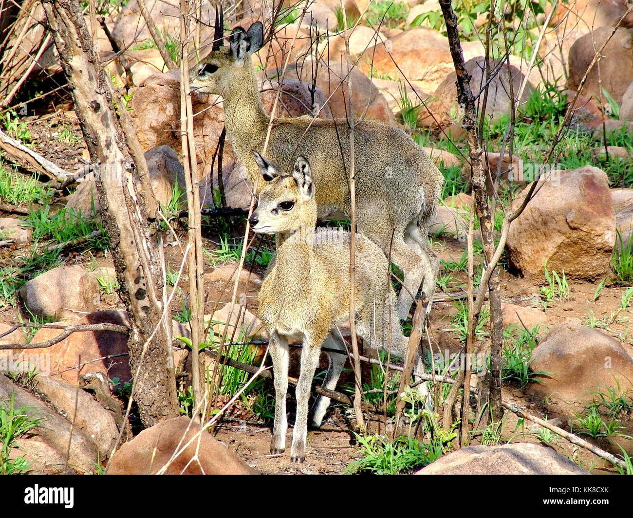 Two Klipspringer among rocks in South Africa Stock Photo - Alamy