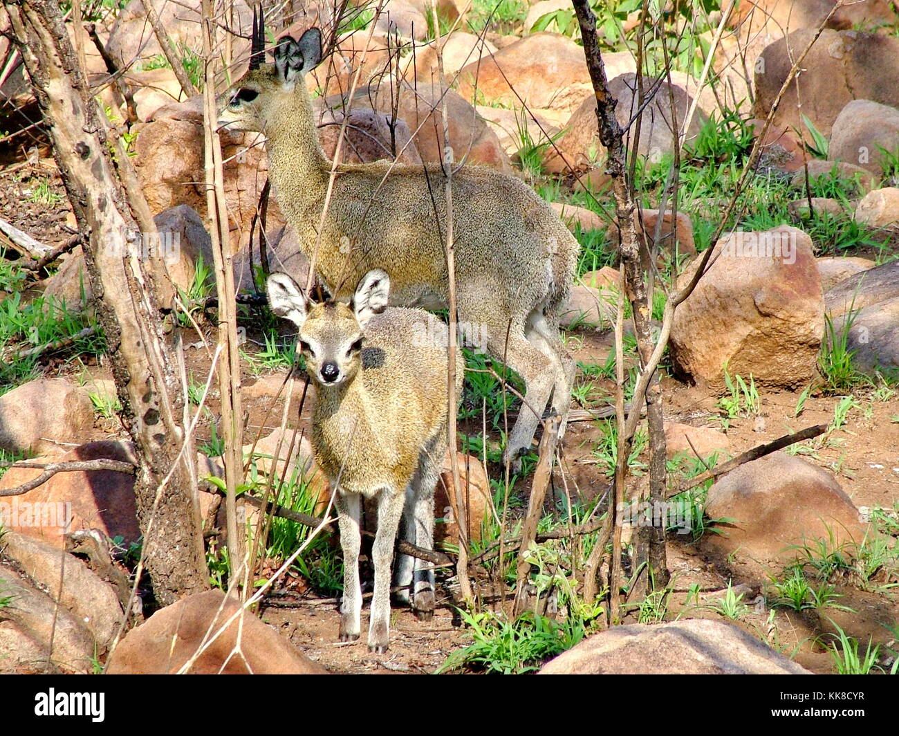 Two Klipspringer among rocks in South Africa Stock Photo - Alamy