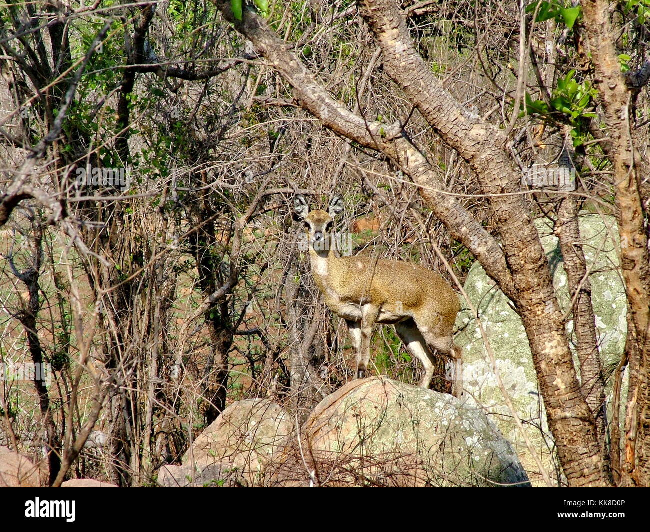 Two Klipspringer among rocks in South Africa Stock Photo - Alamy