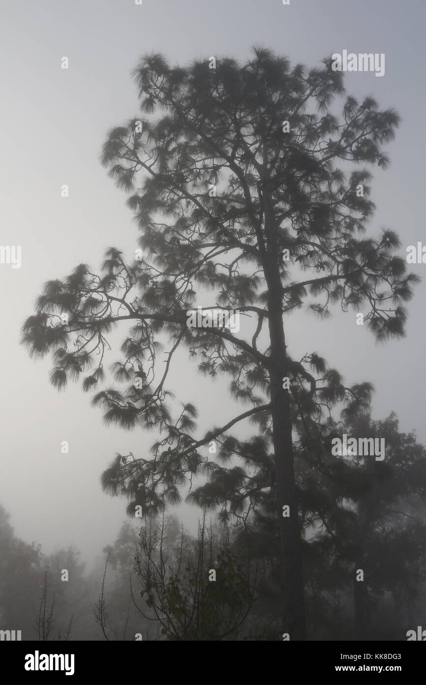 Loblolly Pine Pinus Taeda High Resolution Stock Photography and Images ...