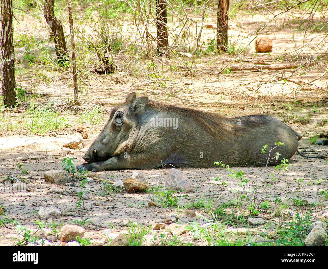 South Africa - November 4, 2011: Warthogs sighted on morning game drive ...