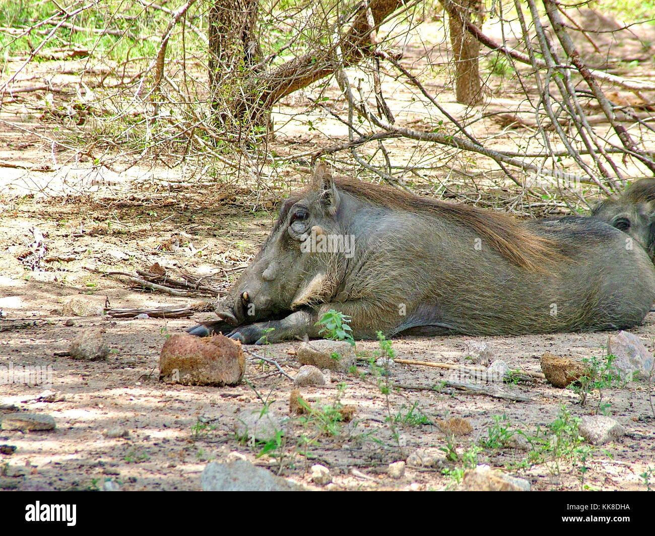 South Africa - November 4, 2011: Warthogs sighted on morning game drive ...