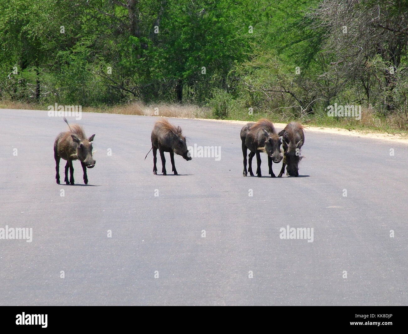 South Africa - November 4, 2011: Warthogs sighted on morning game drive ...