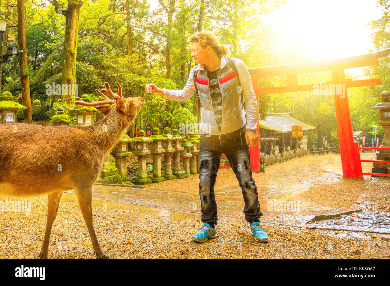 Feeding wild deer in Nara Stock Photo - Alamy
