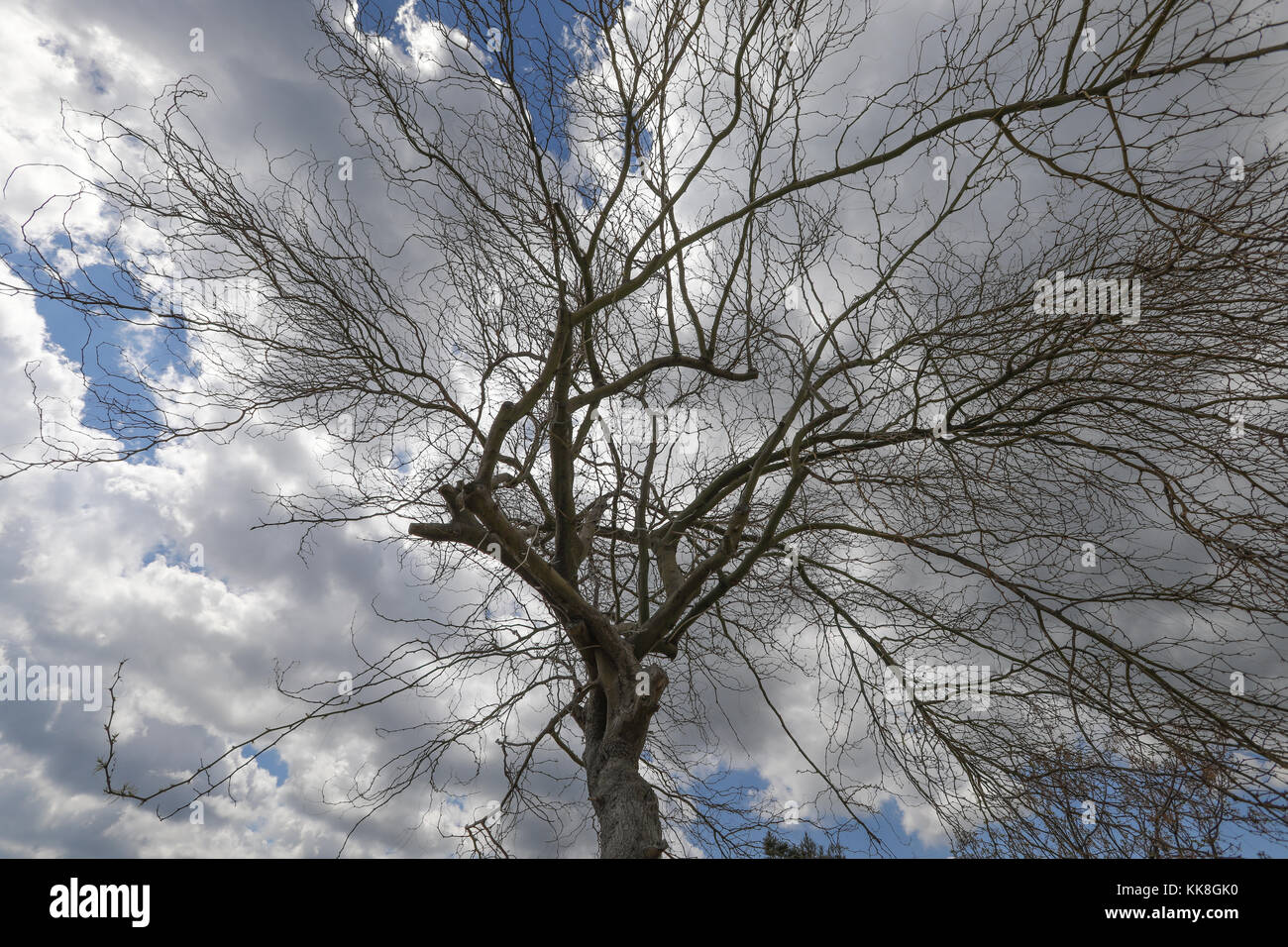 A leafless tree with a background of clouds and blue sky Stock Photo ...