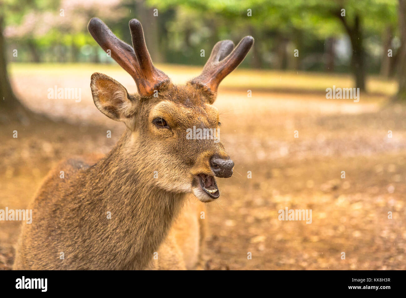 Nara wild deer Stock Photo - Alamy