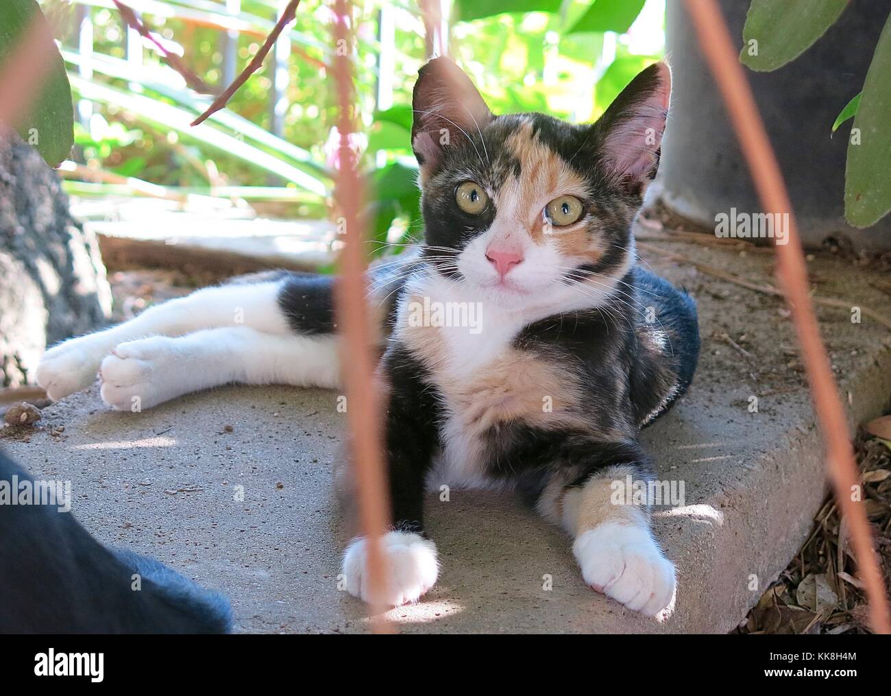 Feral cat outside hi-res stock photography and images - Alamy