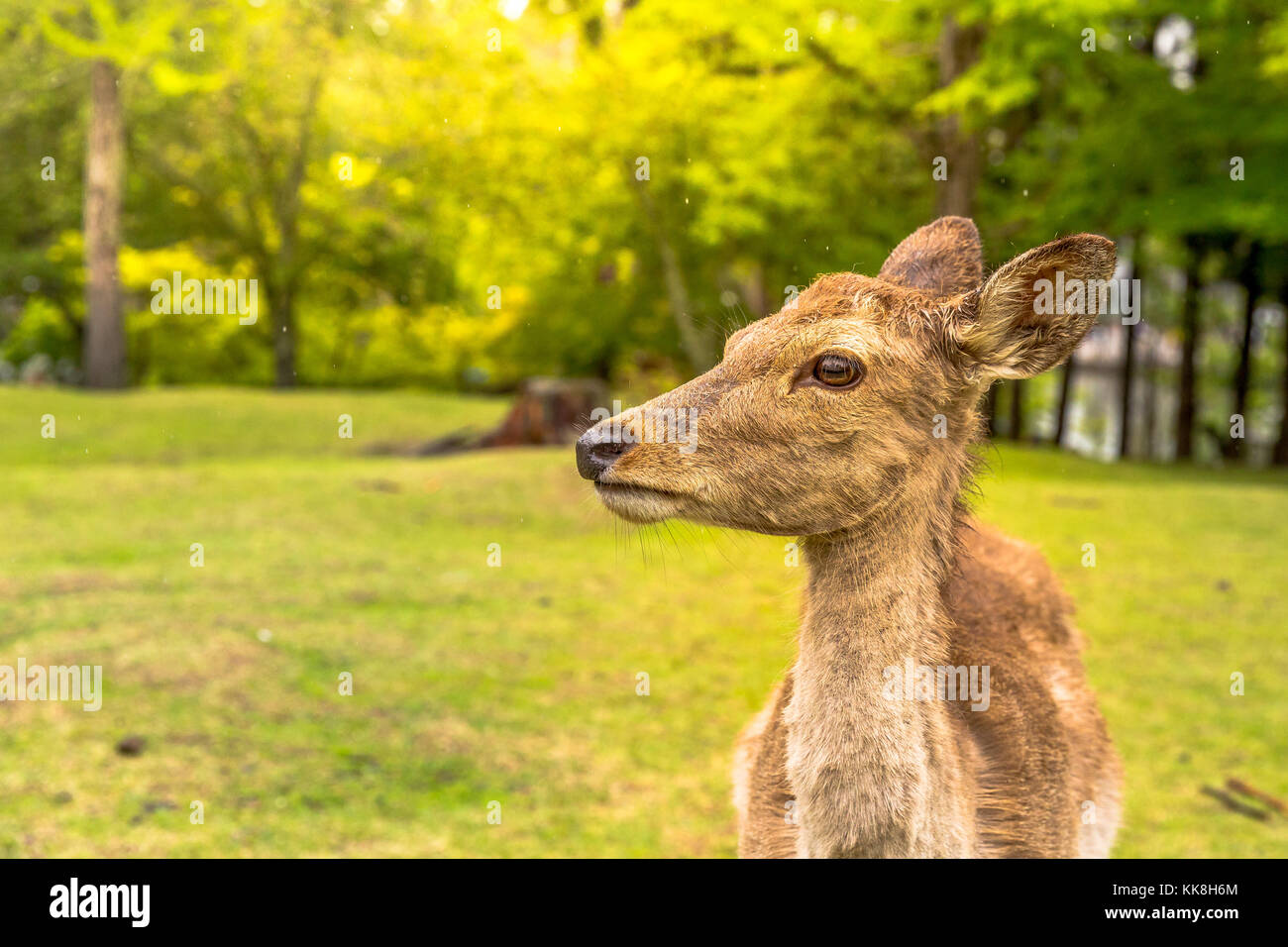 Nara wild deer Stock Photo - Alamy