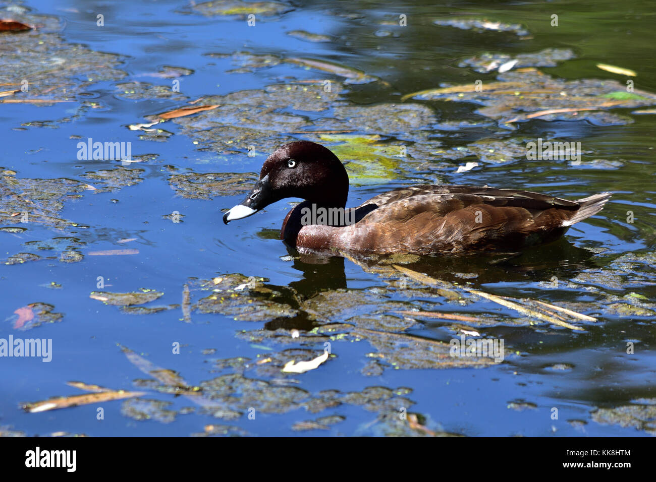 Hardhead High Resolution Stock Photography and Images - Alamy