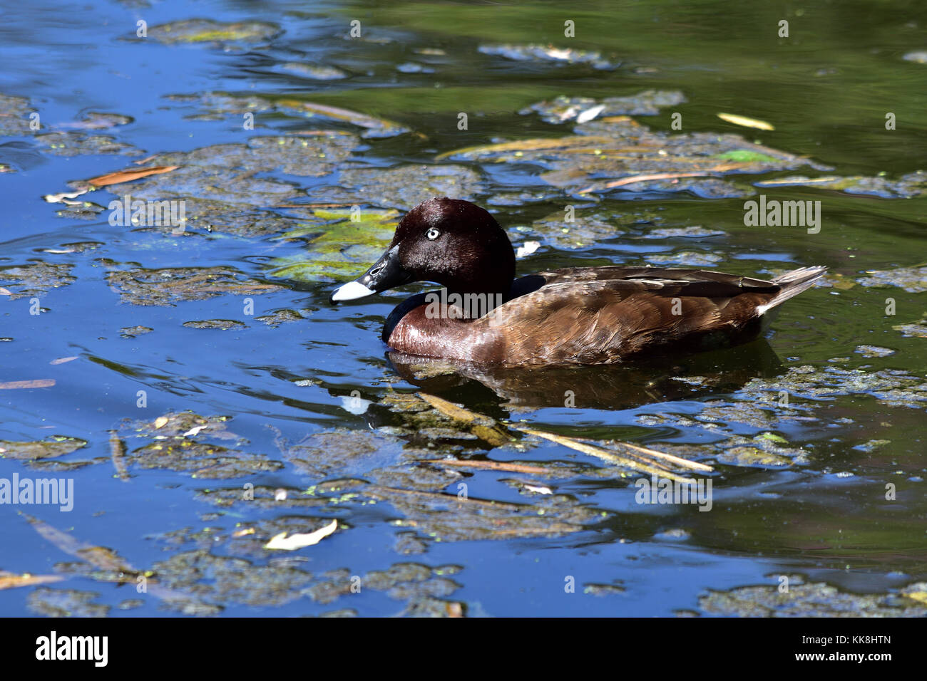 Australian Hardhead Duck Photo High Resolution Stock Photography and ...