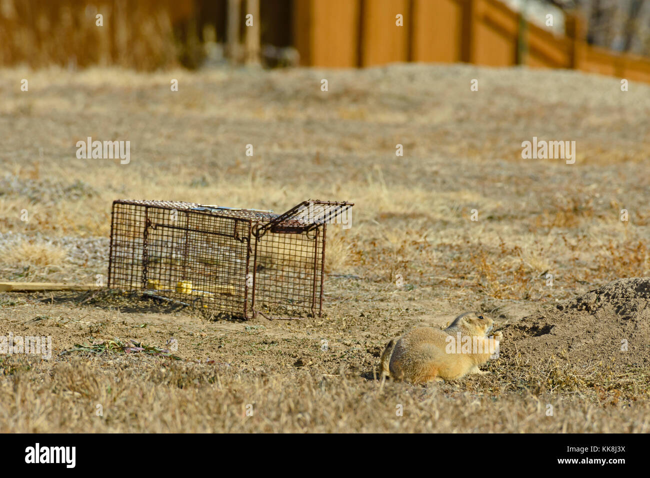 Black tailed Prairie Dog with live trap in the background. Castle Rock ...