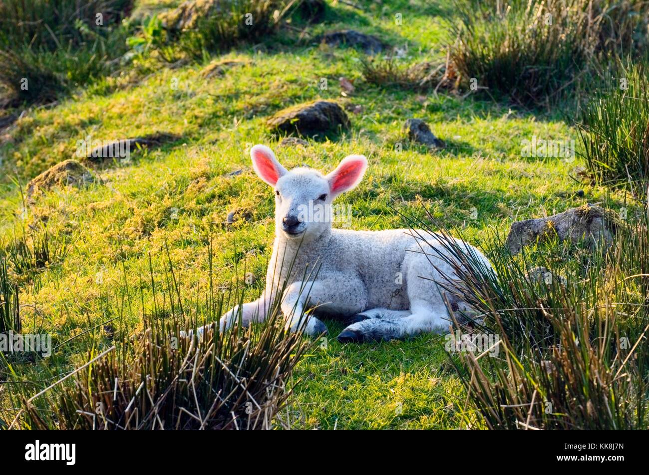 Spring lamb lying in English hill farm grass meadow Stock Photo - Alamy