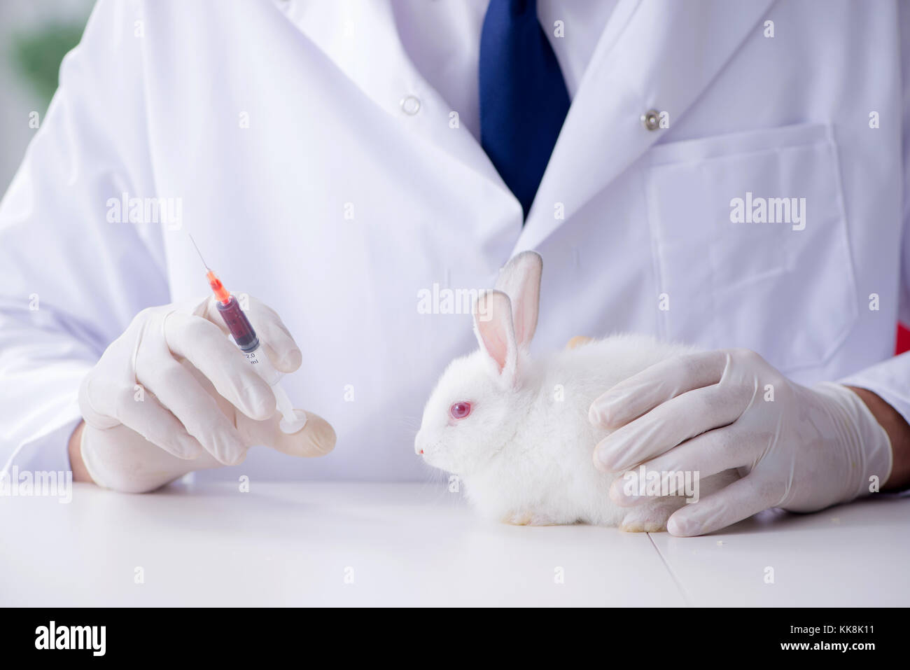 Vet doctor examining rabbit in pet hospital Stock Photo - Alamy