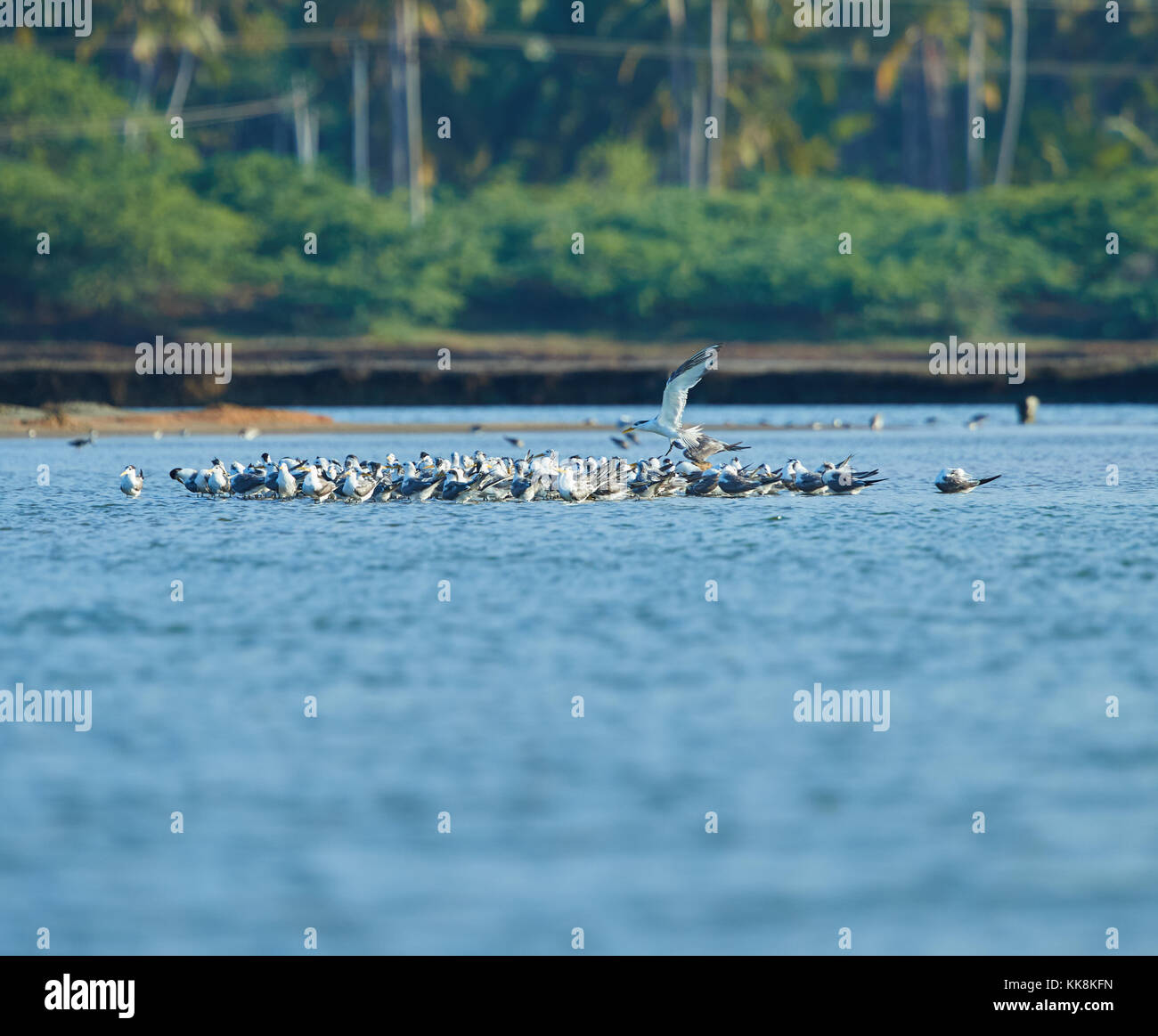 wetland birds in india, natural habitat Stock Photo - Alamy