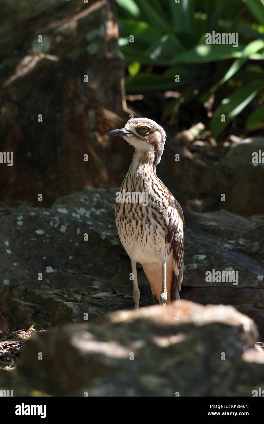 Australian Ground Dwelling Bird High Resolution Stock Photography and ...