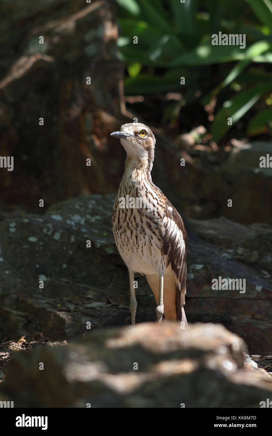 Australian Ground Dwelling Bird High Resolution Stock Photography and ...