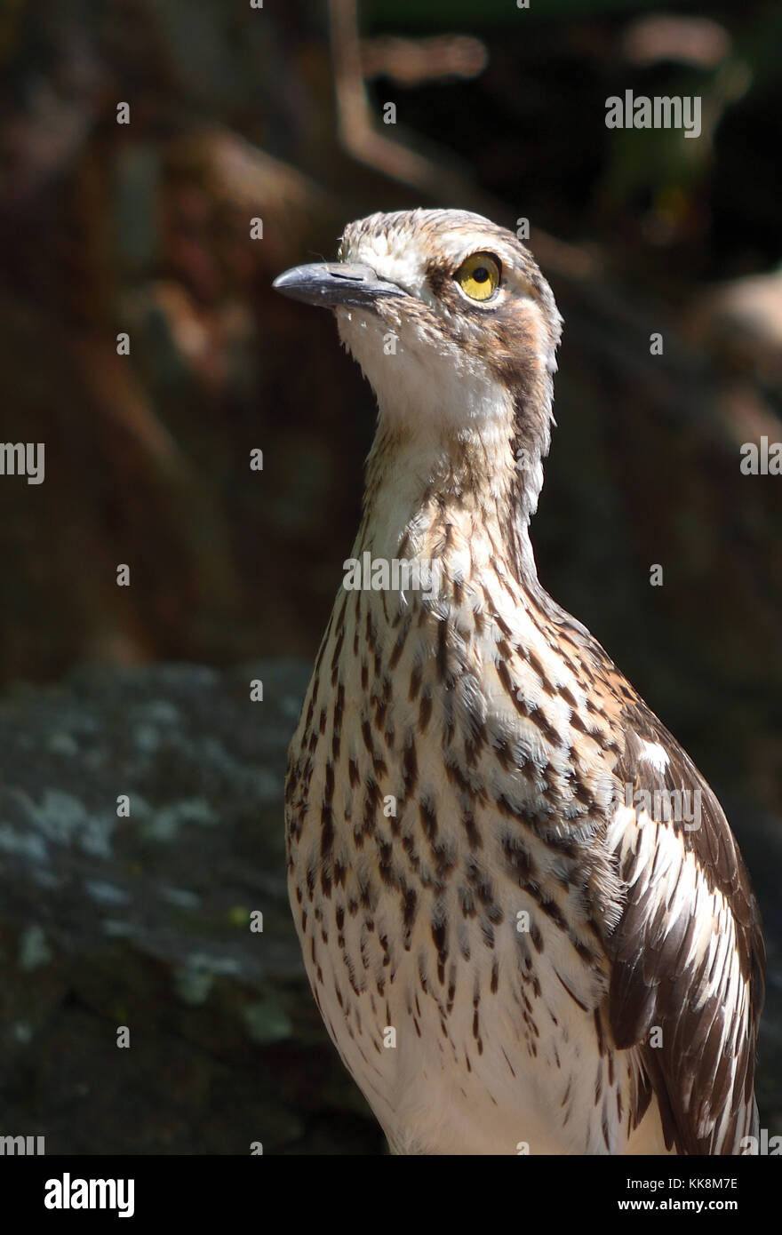 Australian Ground Dwelling Bird High Resolution Stock Photography and ...