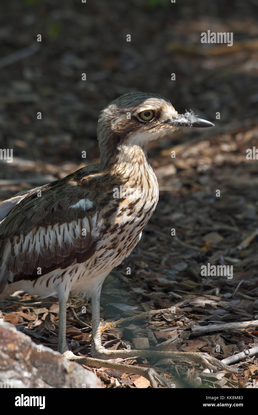 Scrub Dwelling Birds High Resolution Stock Photography and Images - Alamy