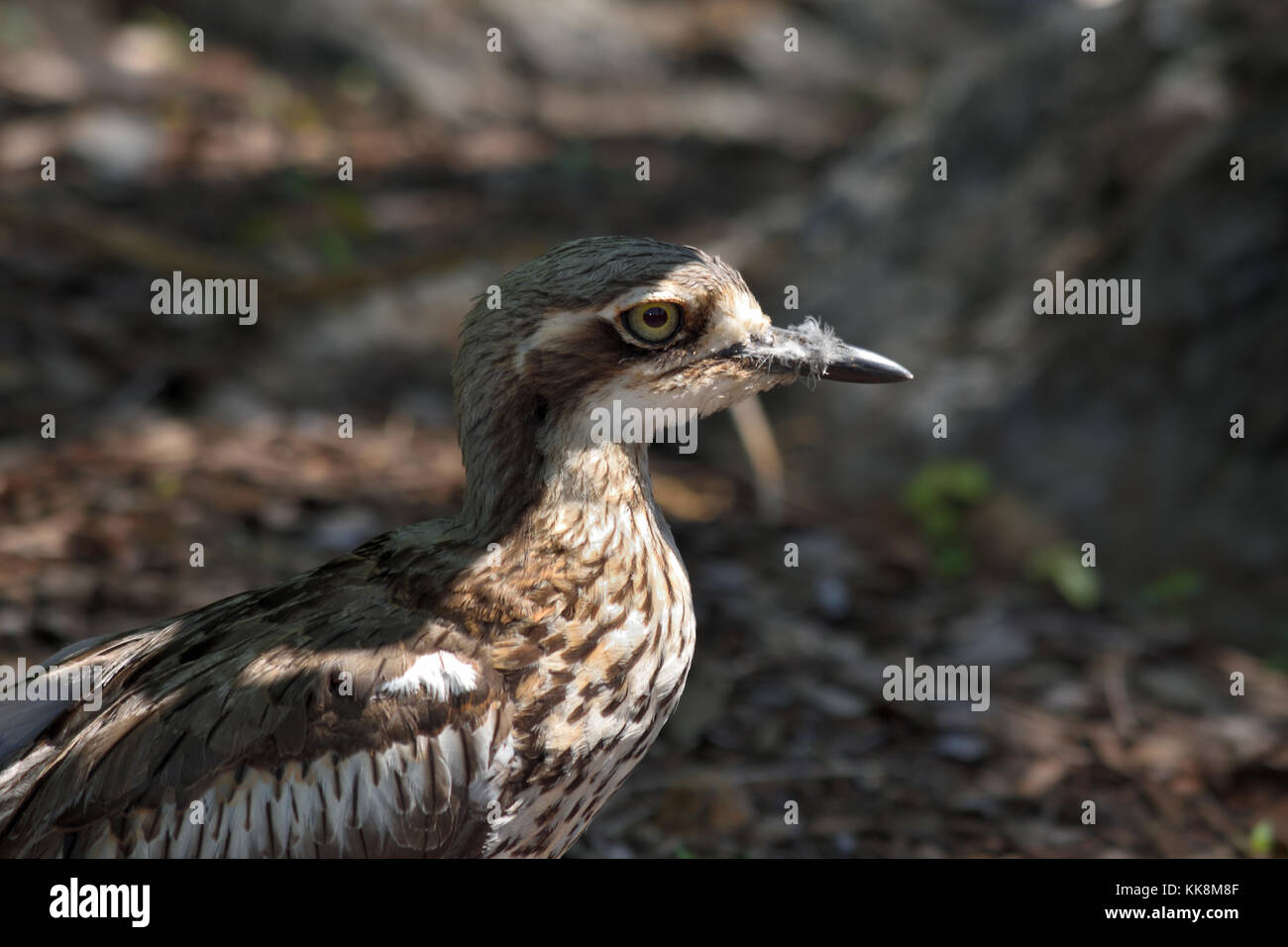 Australian Ground Dwelling Bird High Resolution Stock Photography and ...