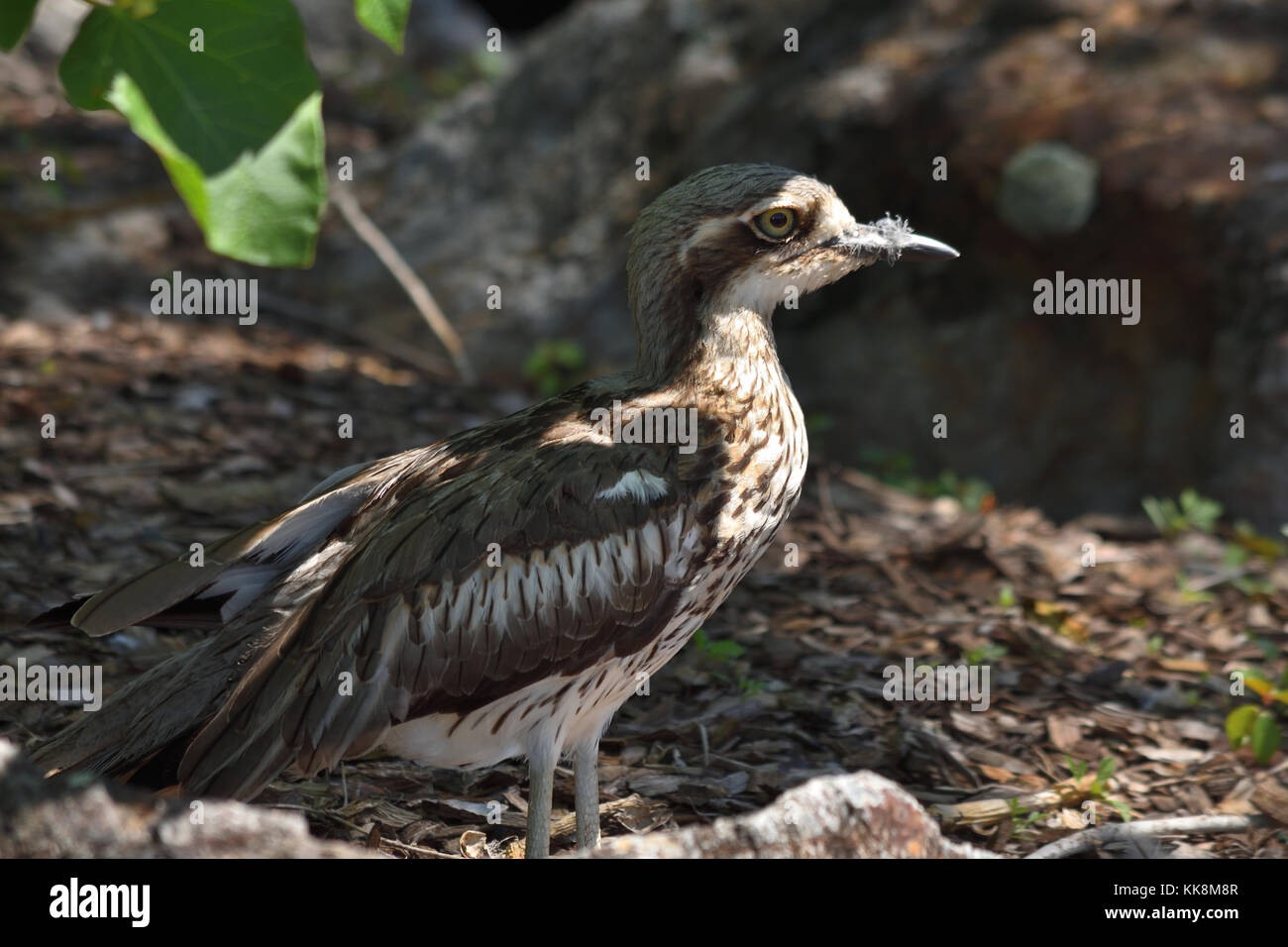 Australian Ground Dwelling Bird High Resolution Stock Photography and ...