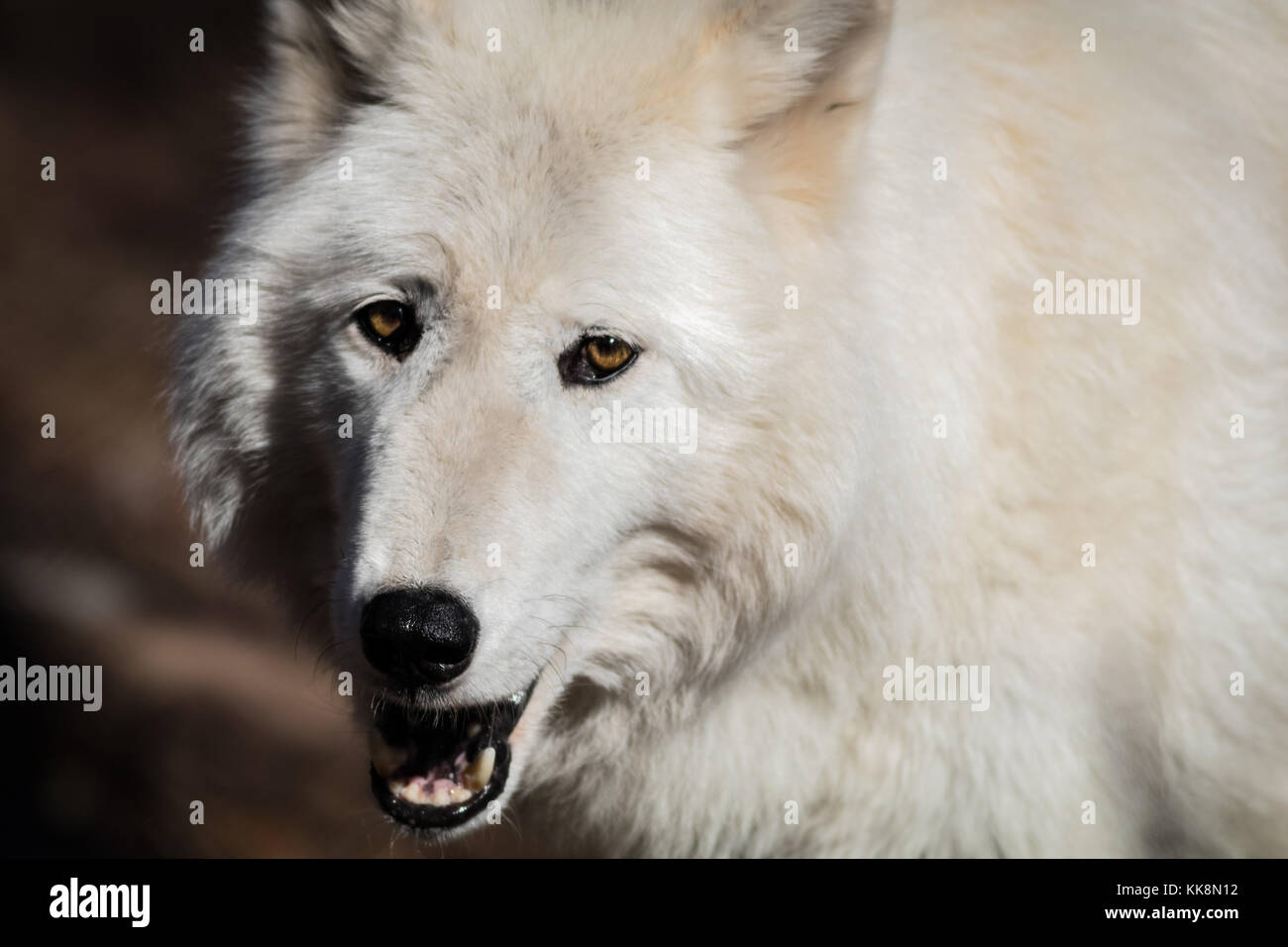 White Arctic wolf (Canis lupus arctosportrait) has amber colored eyes ...