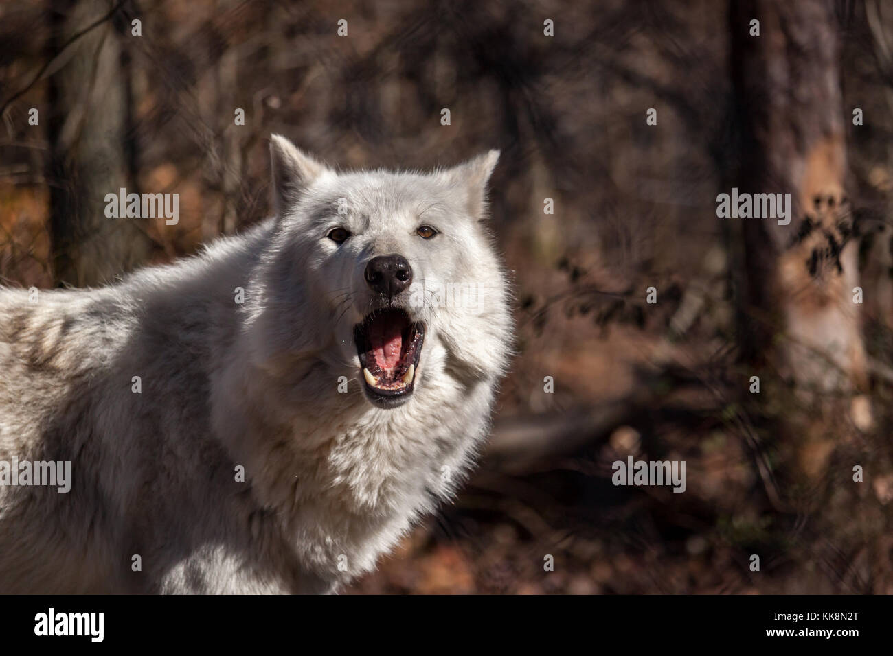 White Arctic wolf (Canis lupus arctosportrait) has amber colored eyes ...