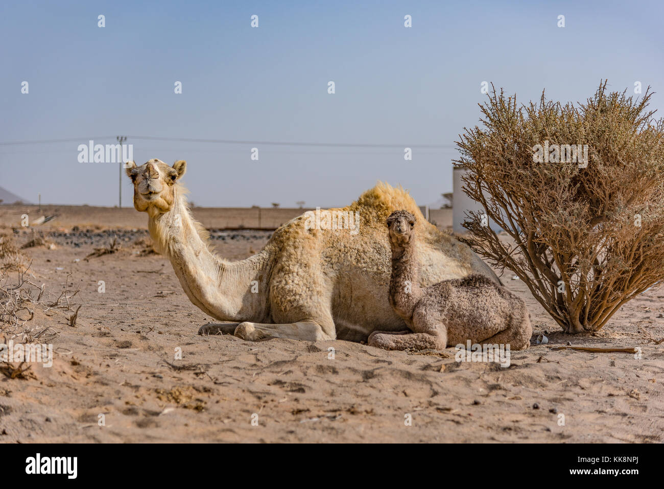 Saudi arabia desert camel hi-res stock photography and images - Alamy