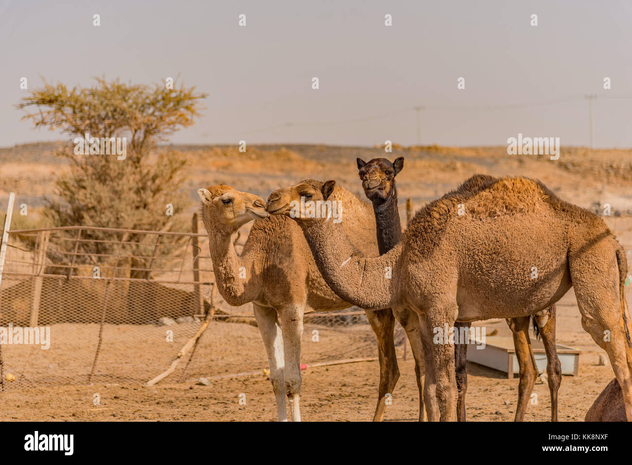 Arabia agriculture hi-res stock photography and images - Alamy