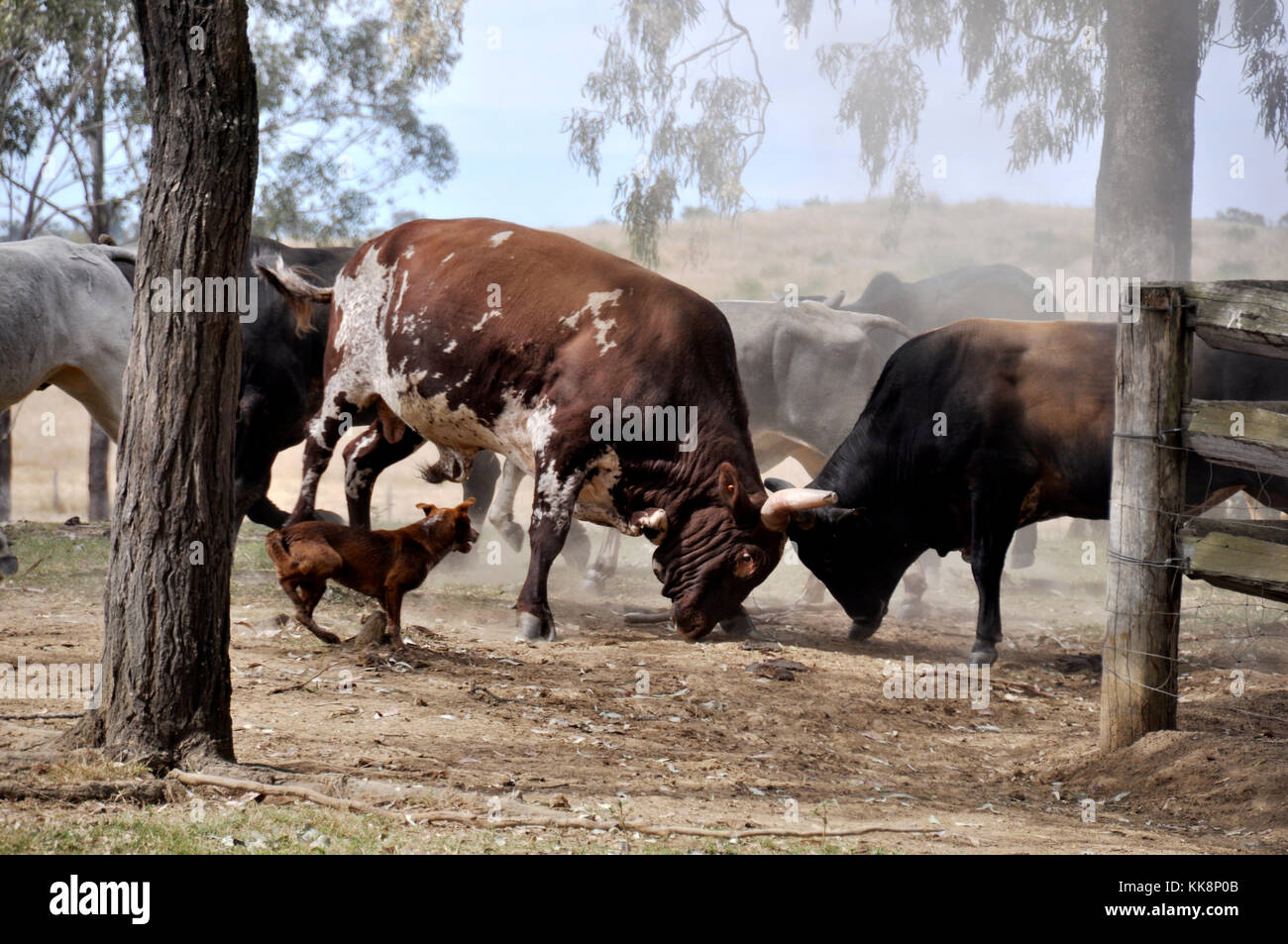 Australian bush flies hi-res stock photography and images - Alamy