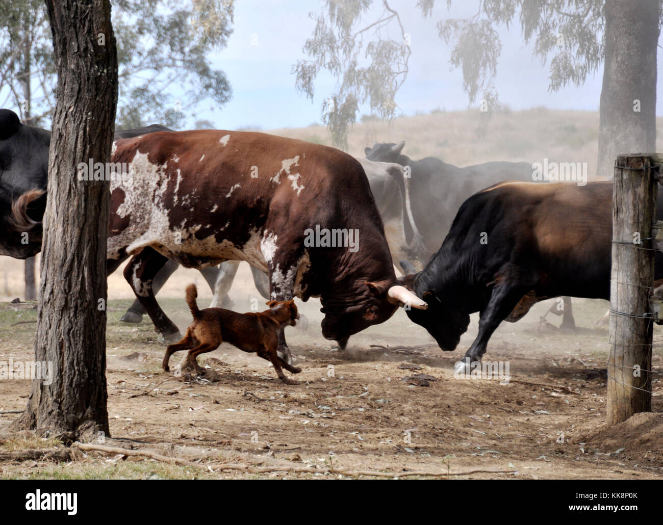 Australian bush flies hi-res stock photography and images - Alamy