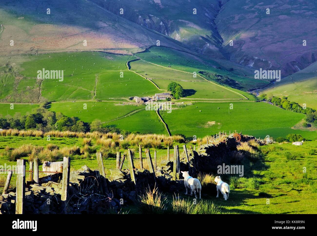 Sheep grazing on hill farm in the Howgill Fells, east Cumbria, 2 miles ...