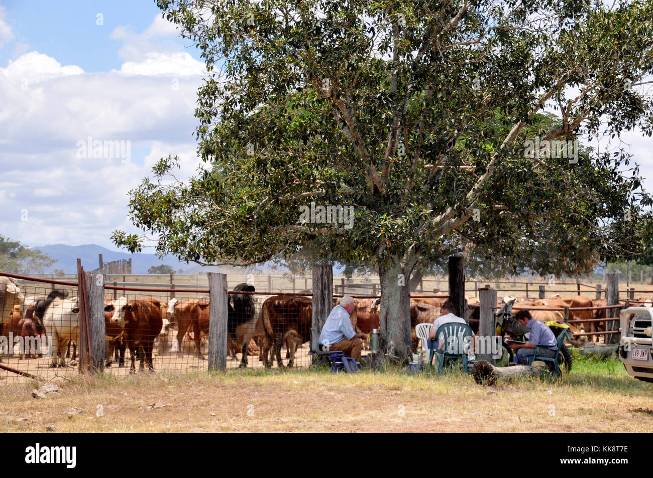 Beef cattle transport hi-res stock photography and images - Alamy