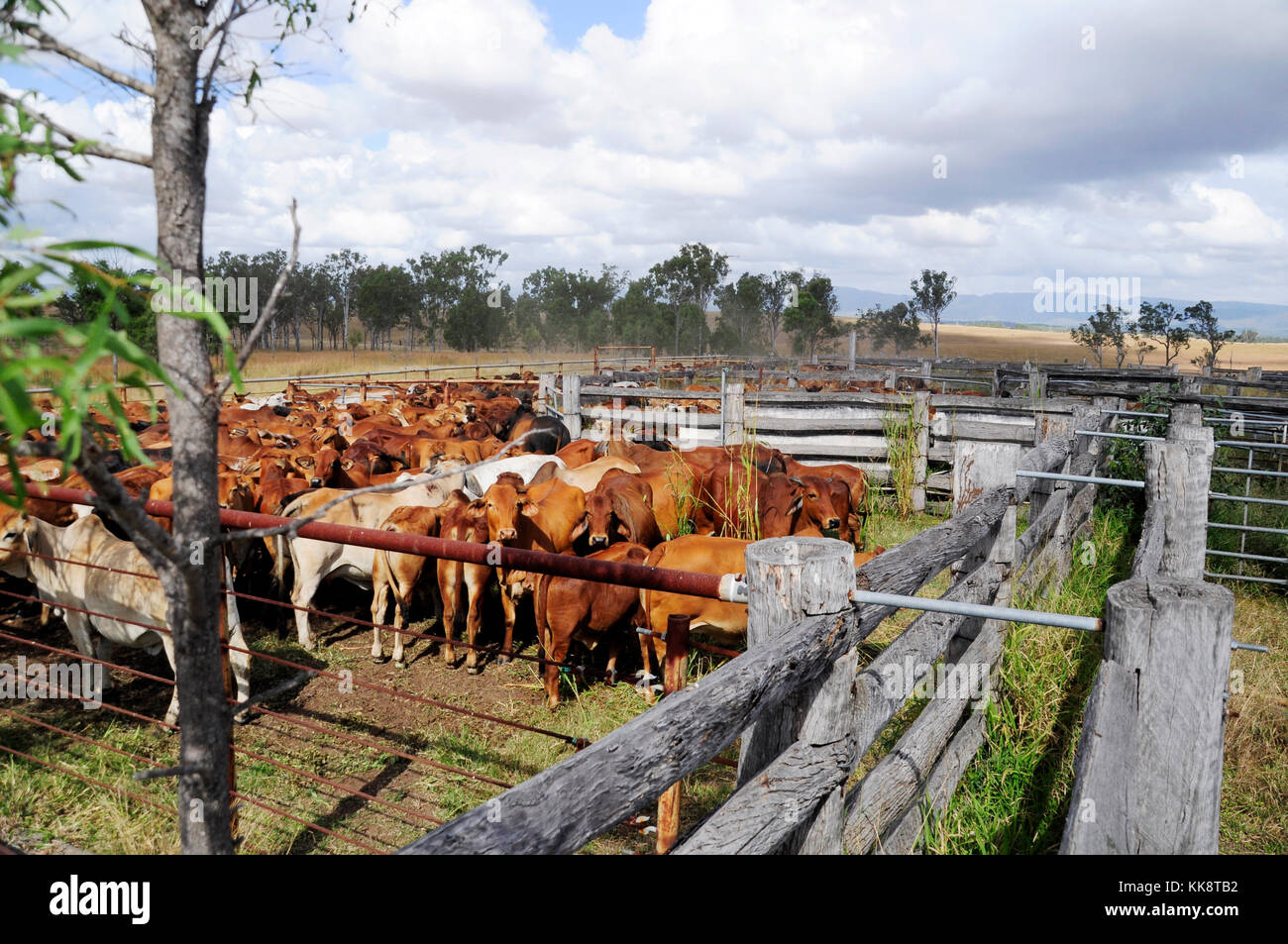 Beef cattle transport hi-res stock photography and images - Alamy