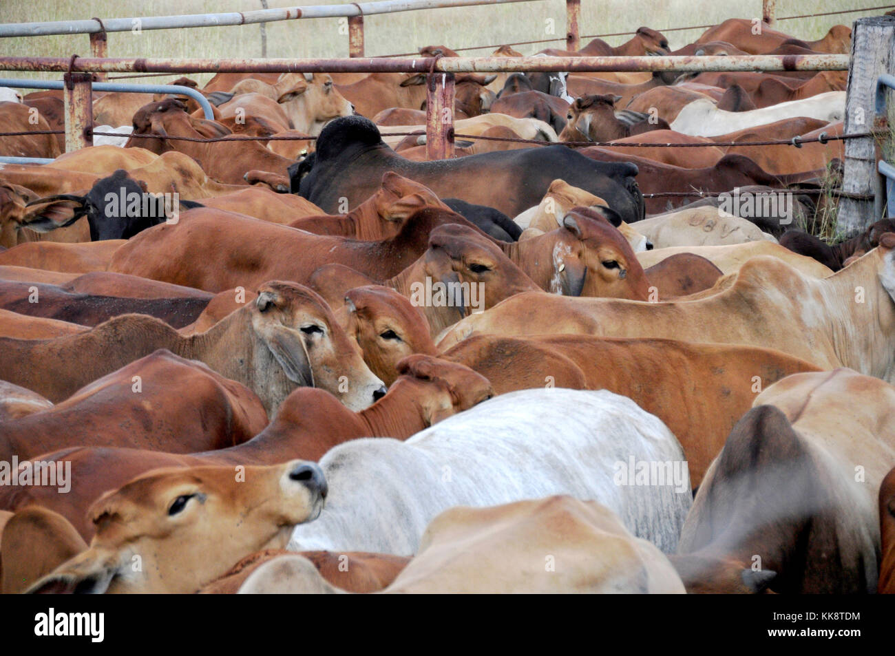 Meat industry cattle hi-res stock photography and images - Alamy
