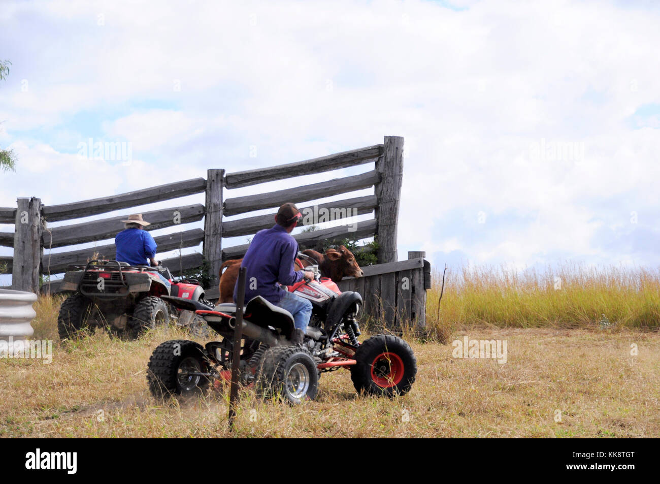 Chasing bull hi-res stock photography and images - Alamy
