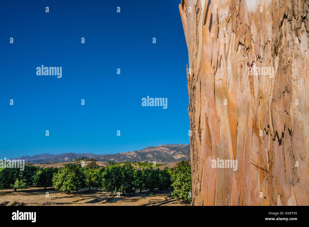 Eucalyptus tree trunks in Santa Barbara County, California Stock Photo ...