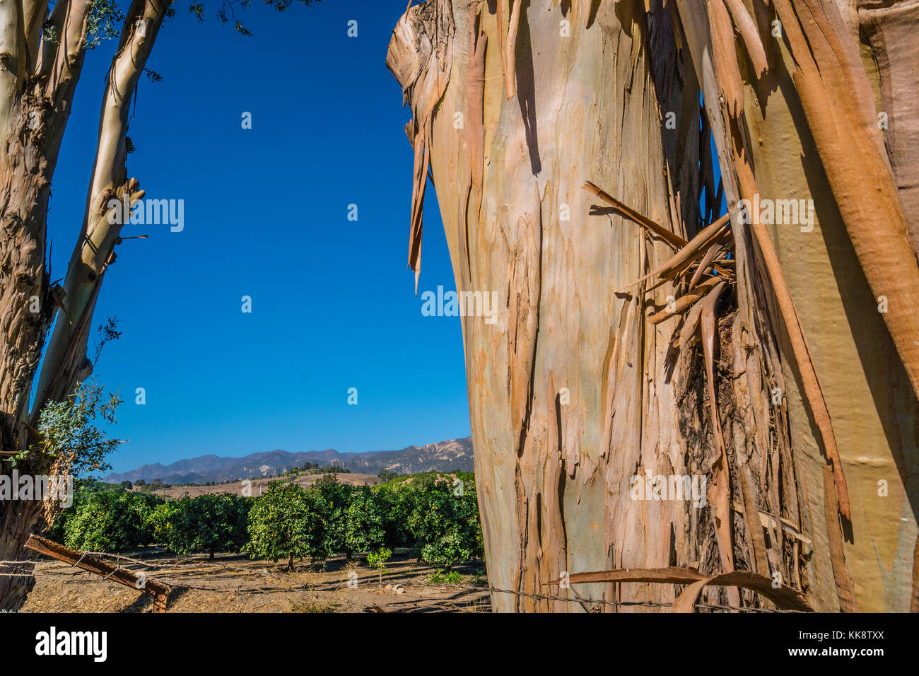 Eucalyptus tree trunks in Santa Barbara County, California Stock Photo ...