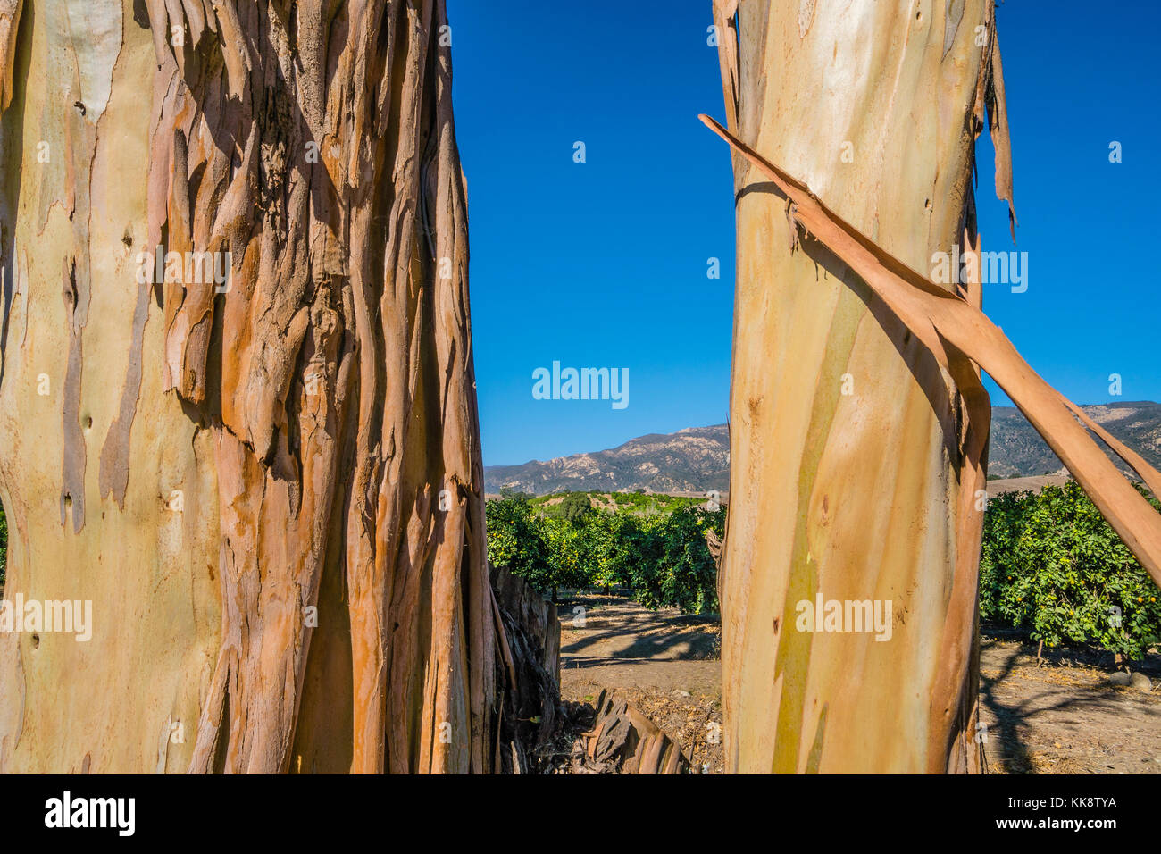 Eucalyptus tree trunks in Santa Barbara County, California Stock Photo ...