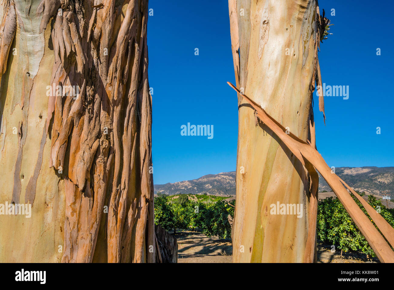 Eucalyptus tree trunks in Santa Barbara County, California Stock Photo ...