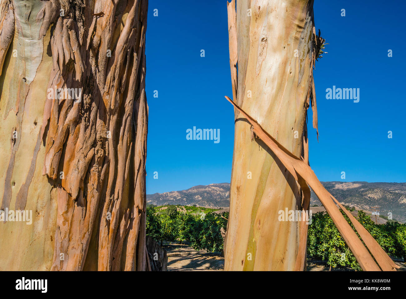 Texture giant eucalyptus tree hi-res stock photography and images - Alamy