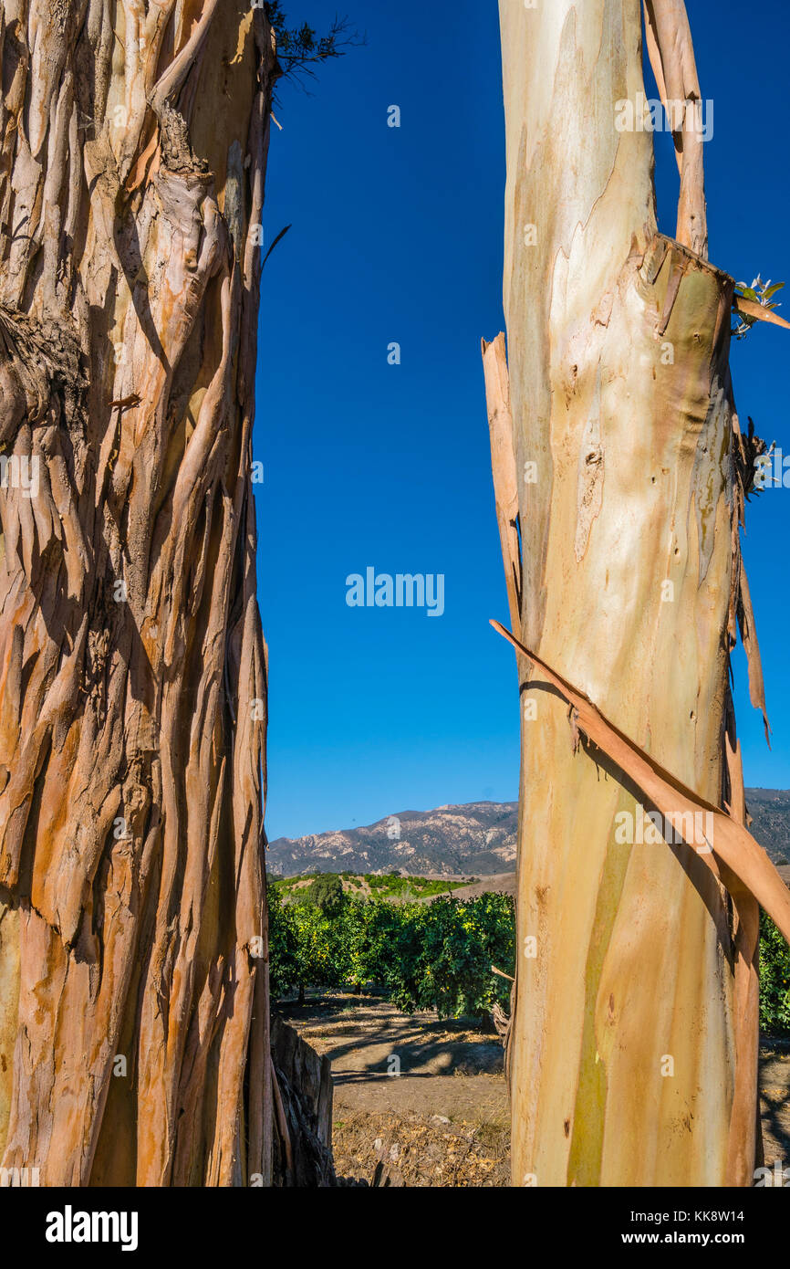 Eucalyptus tree trunks in Santa Barbara County, California Stock Photo ...