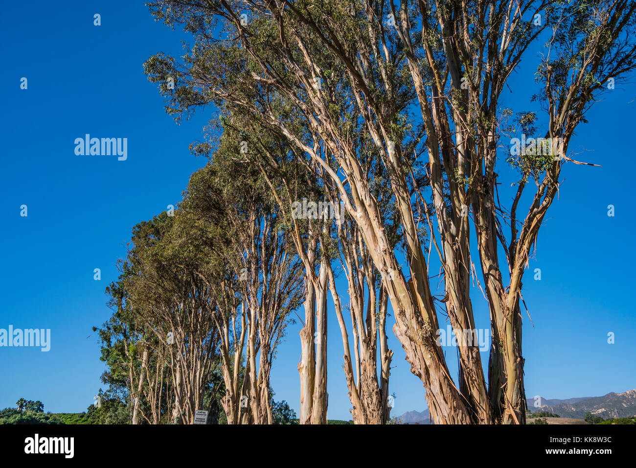 Towering eucalyptus trees in Santa Barbara County, California Stock ...