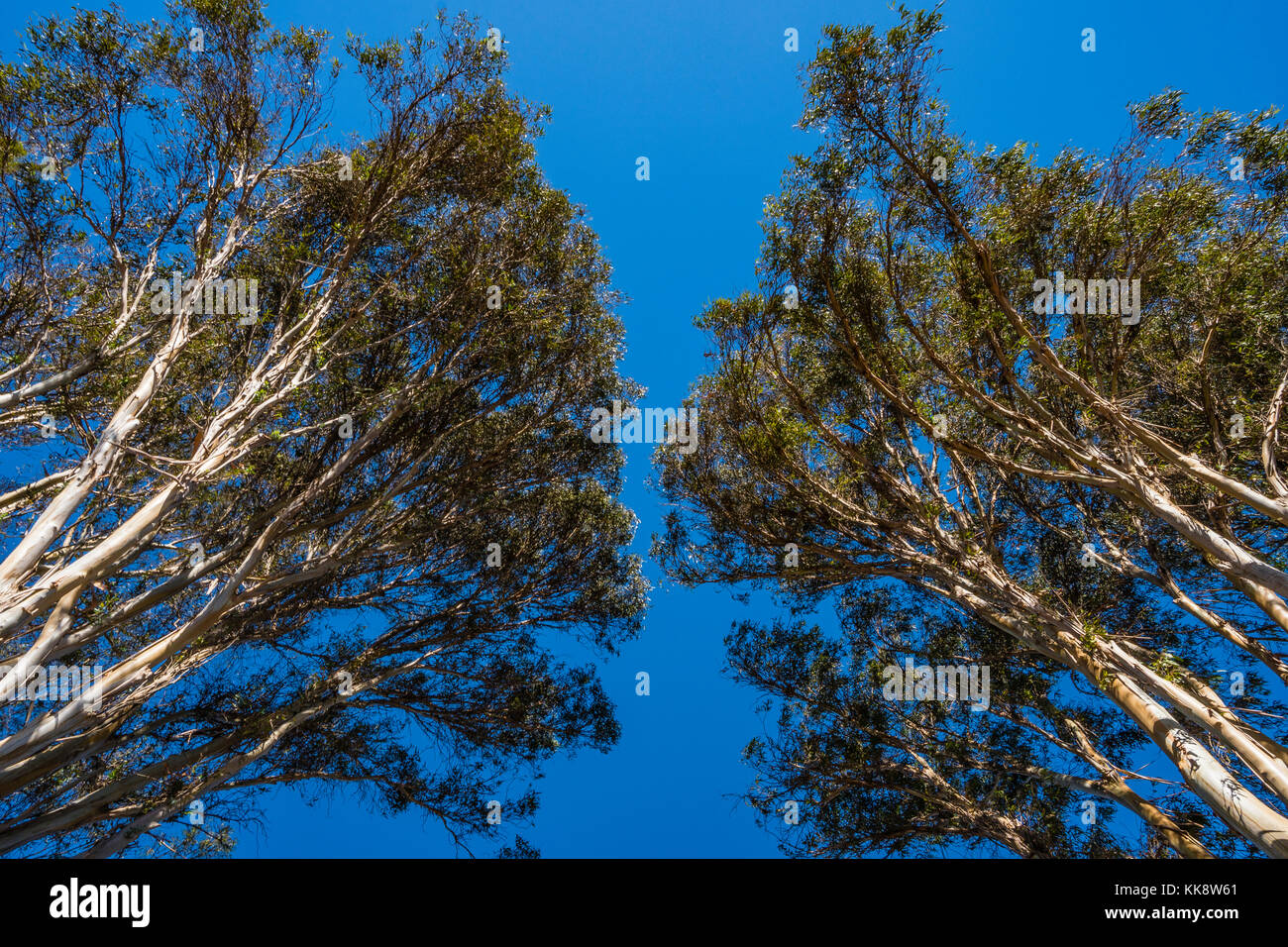 Towering eucalyptus trees in Santa Barbara County, California Stock ...