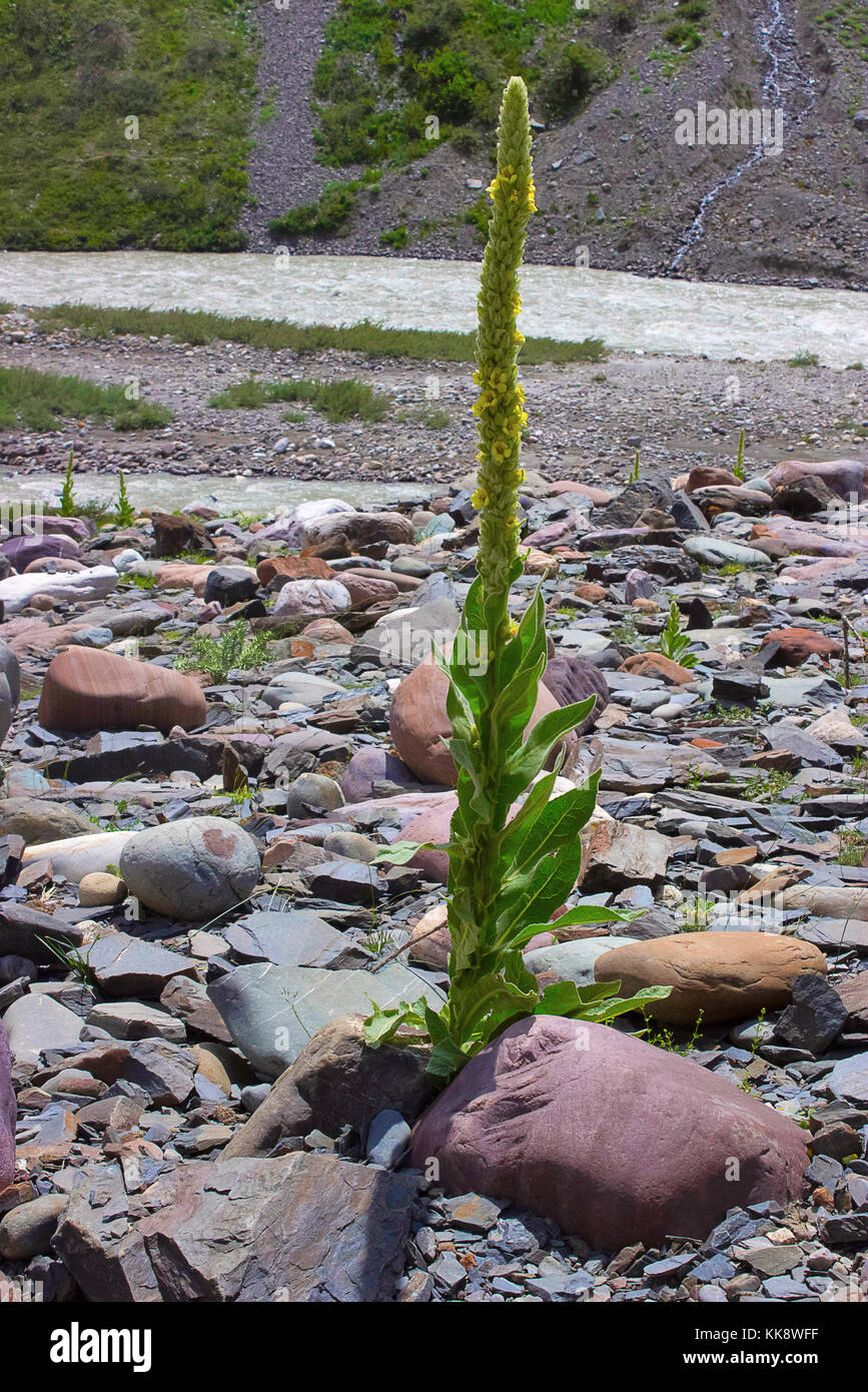 Alpine plant flowering in amidst of a rocky surface Himachal Pradesh ...