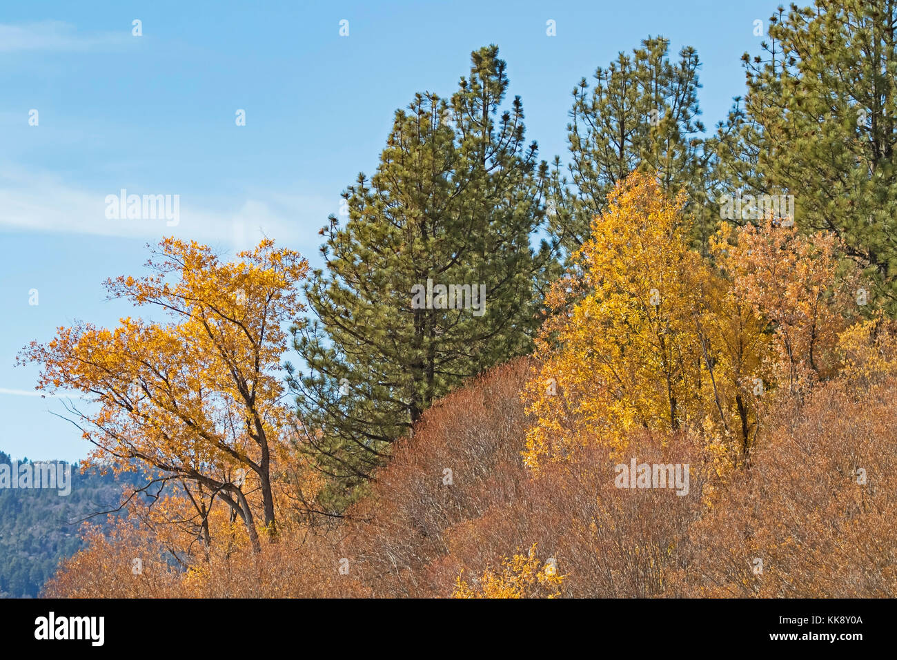 Fall foliage at Big Bear Lake in the California mountains Stock Photo ...