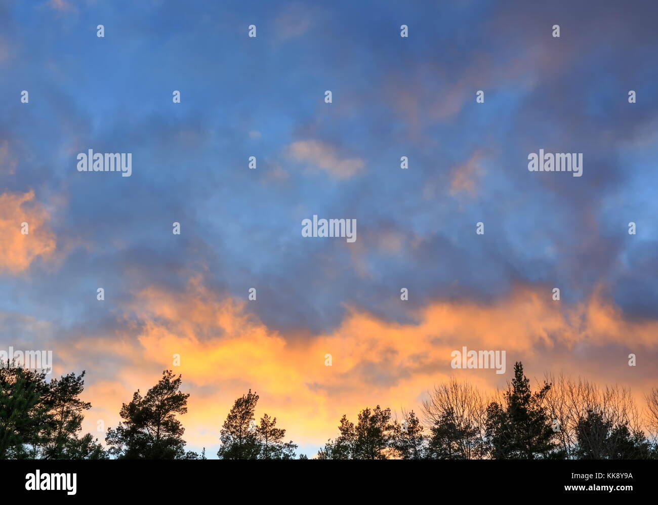 Pink clouds at sunset above treetops Stock Photo - Alamy