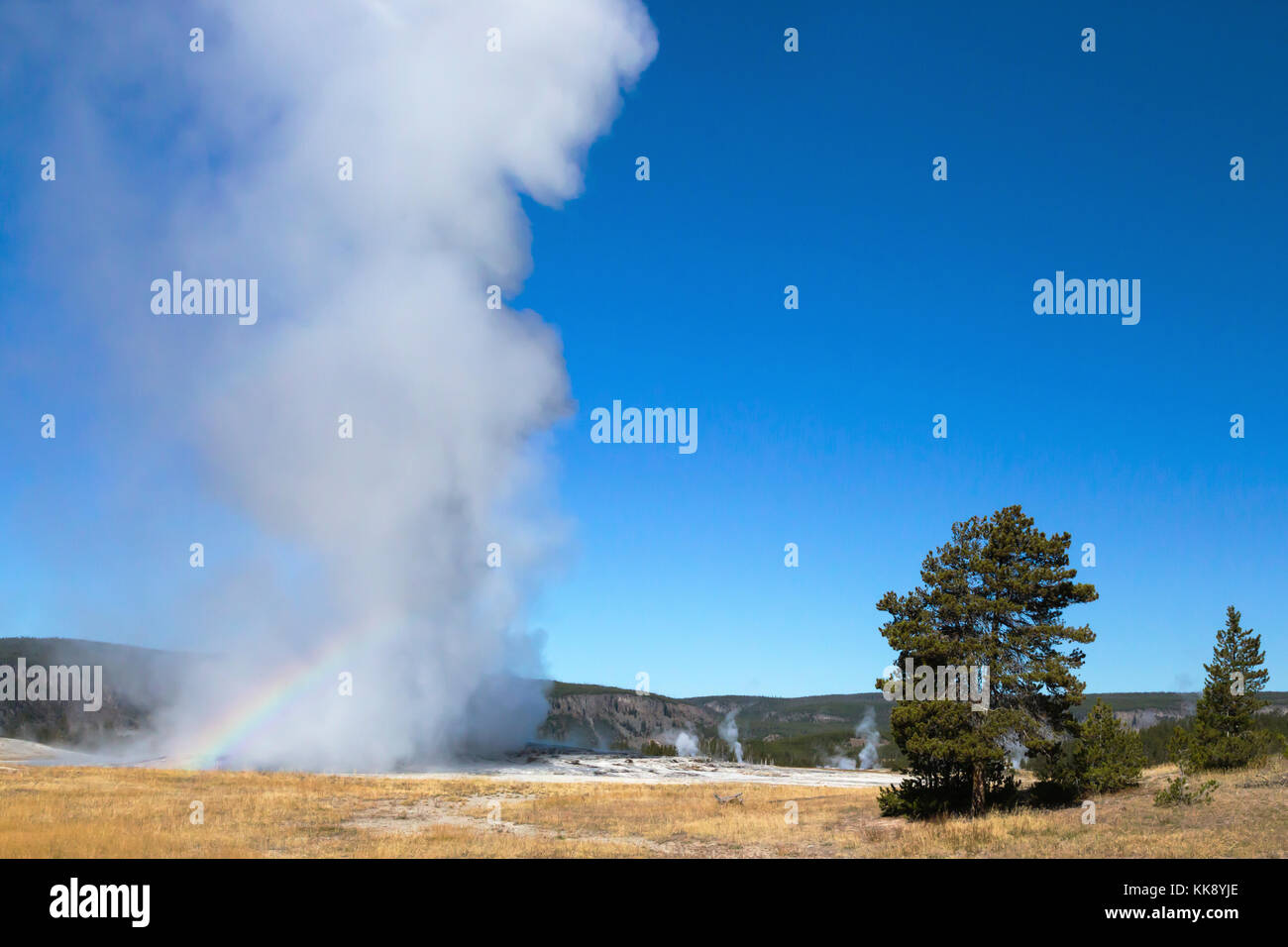 Old Faithful Geyser Thermal Feature erupting creating a rainbow in ...